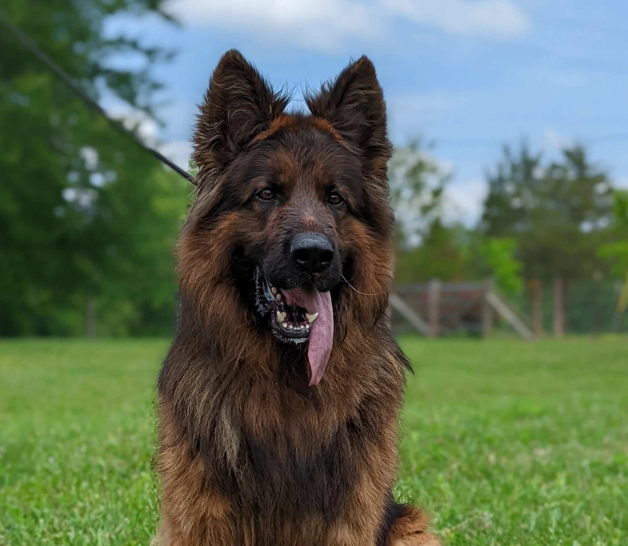 Puppies — Twin Oaks German Shepherds