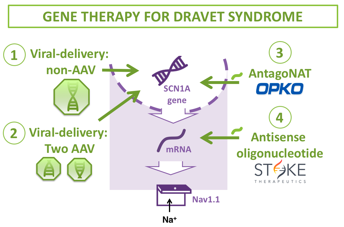 Dravet syndrome gene therapy — DRACAENA