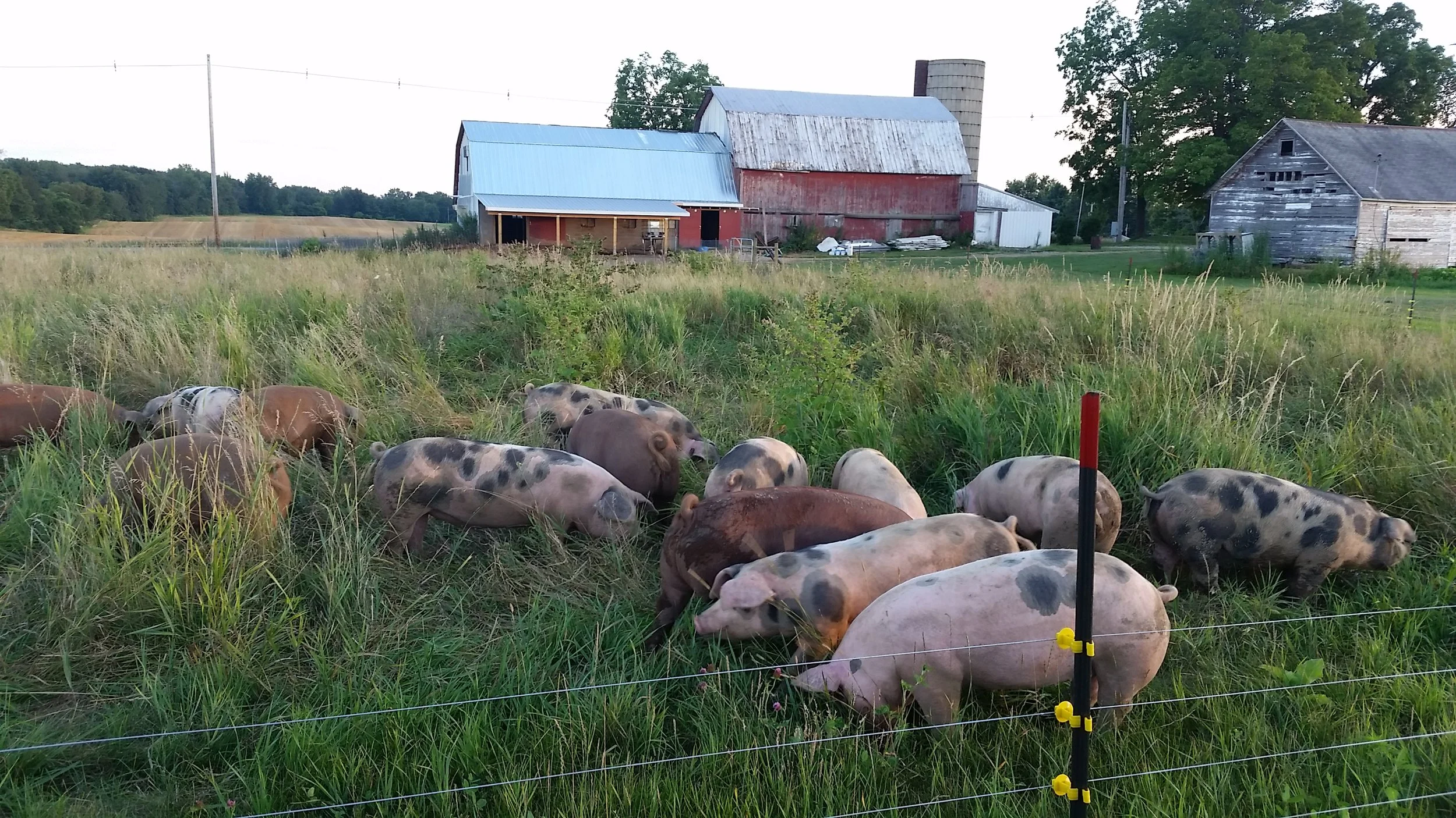 Pork Shares — Titus Farms