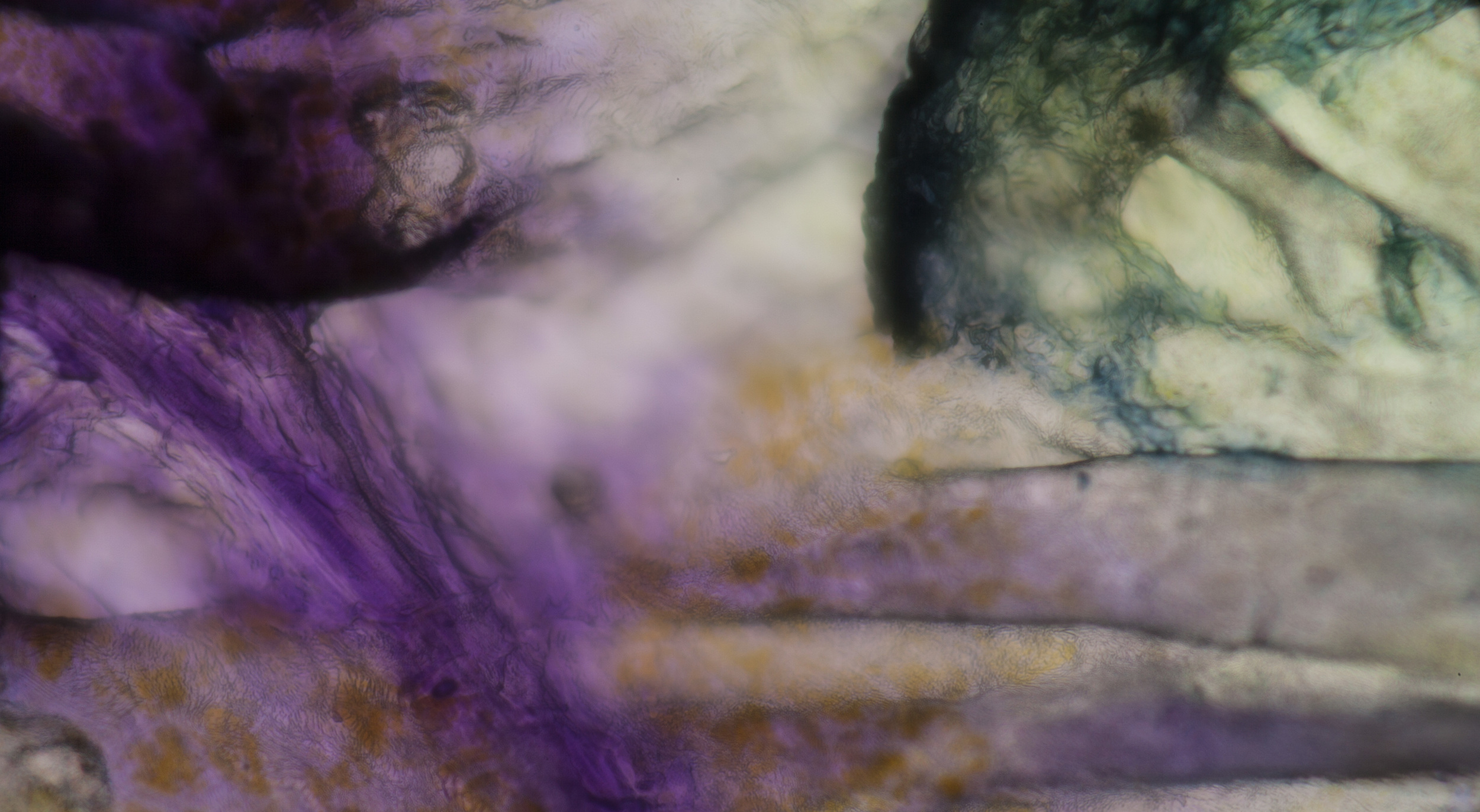 Life Textures I — Darya Warner
