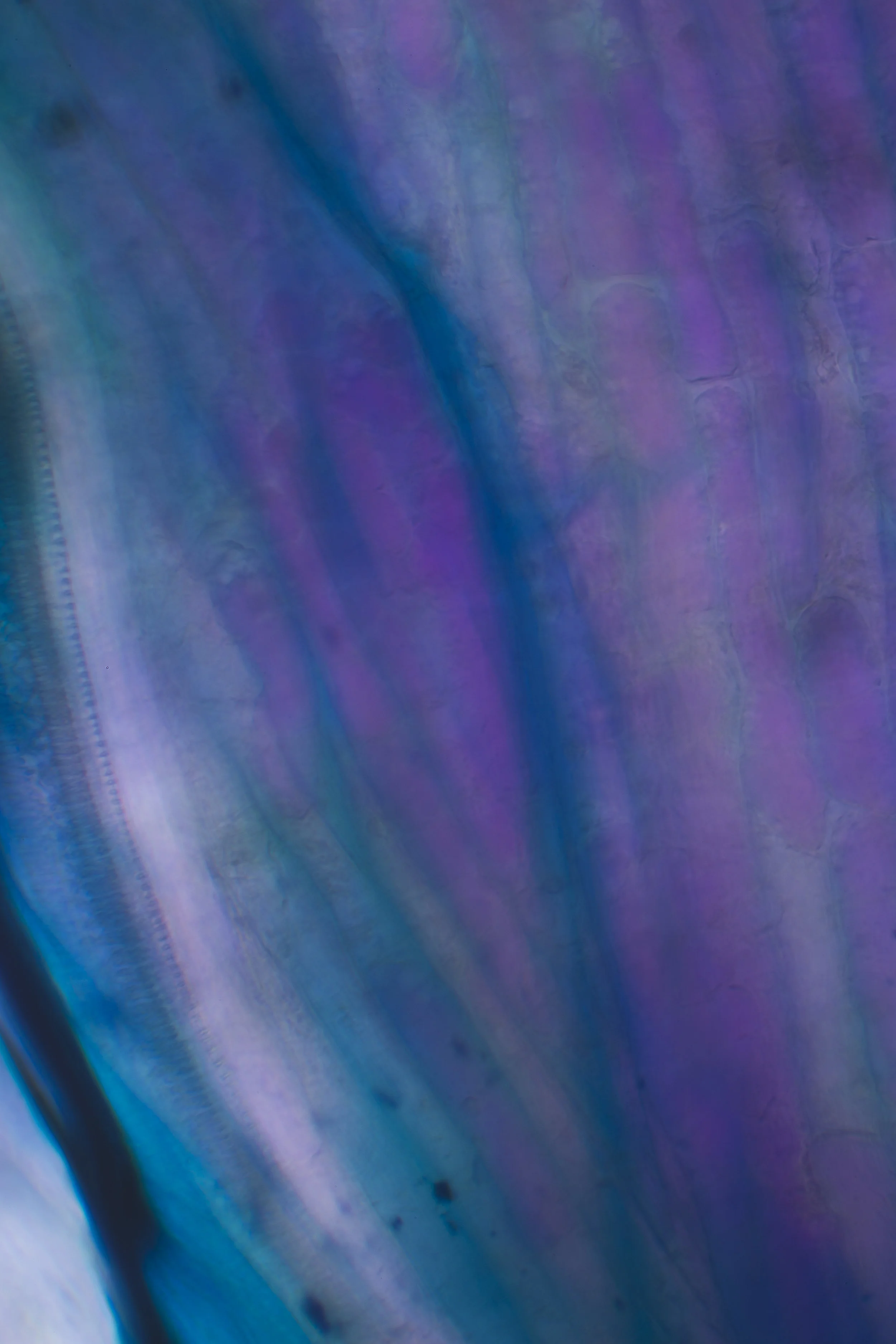 Life Textures I — Darya Warner