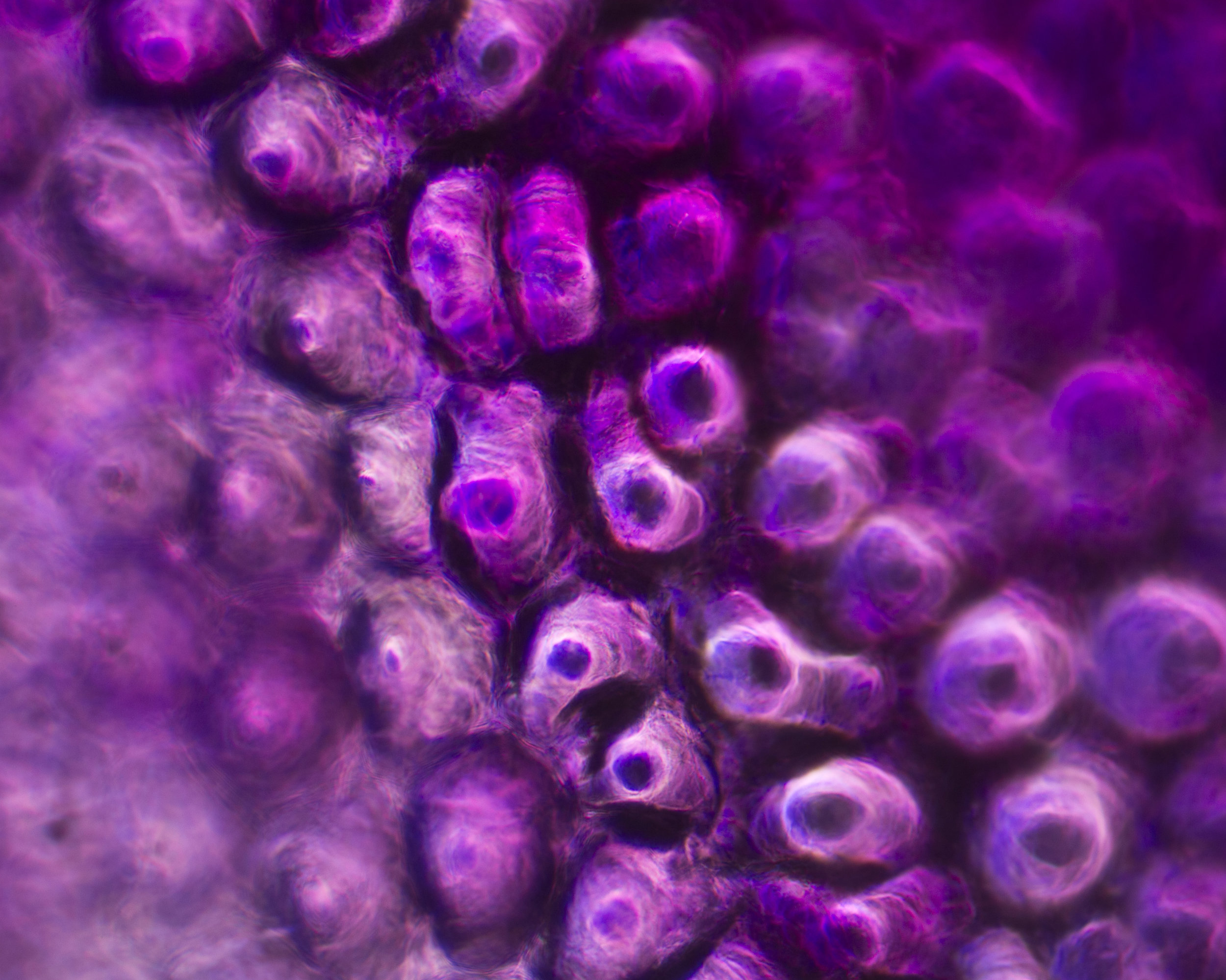 Life Textures I — Darya Warner