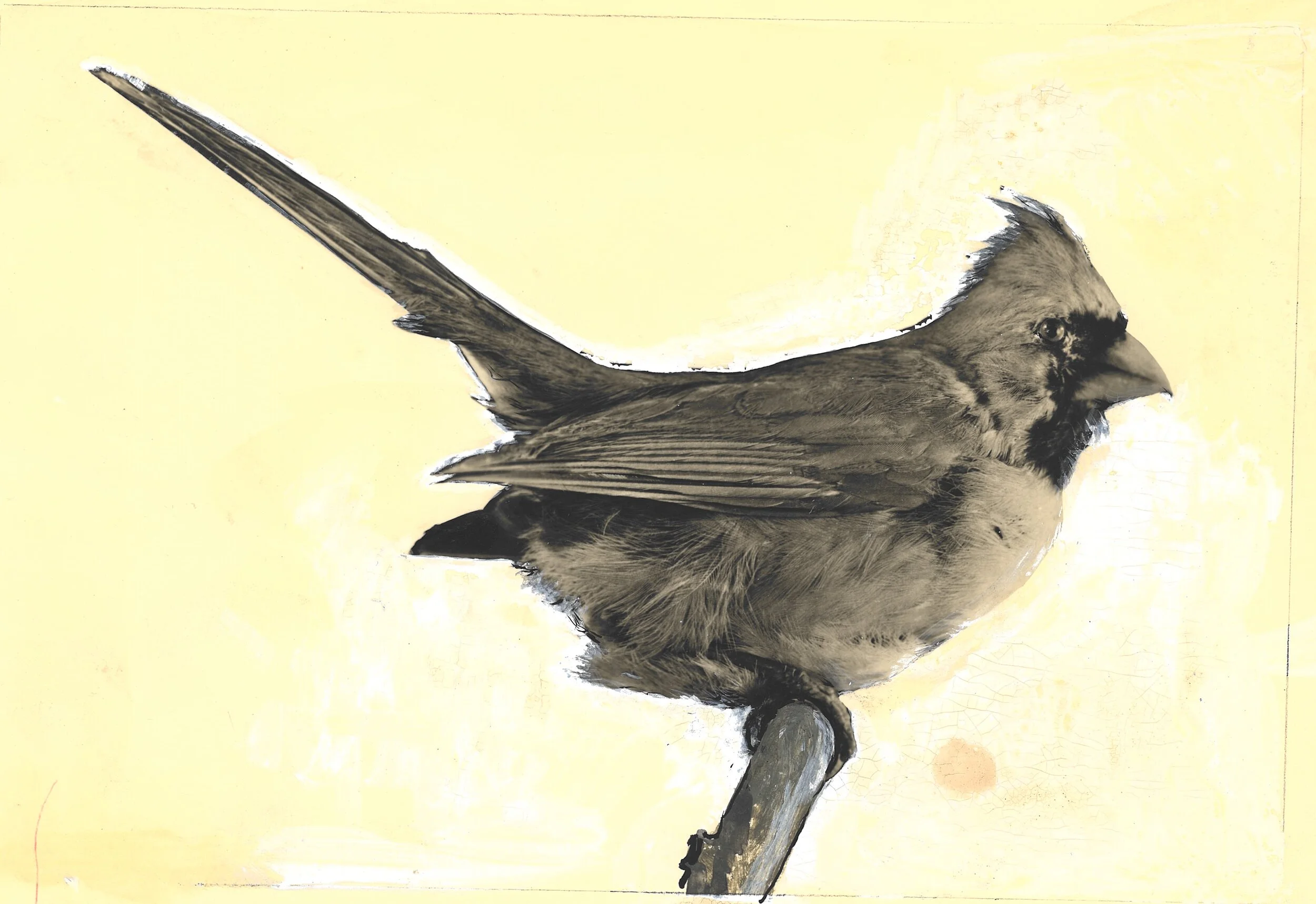 The WPA Federal Writers' Project Book - American Wild Life Illustrated ...