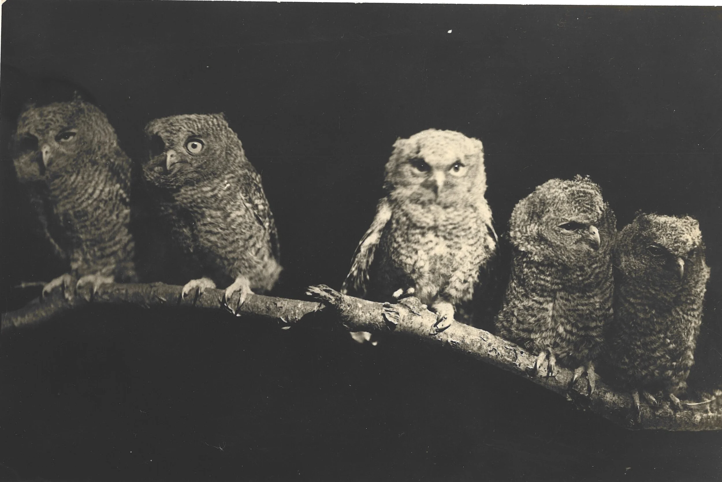The WPA Federal Writers' Project Book - American Wild Life Illustrated ...