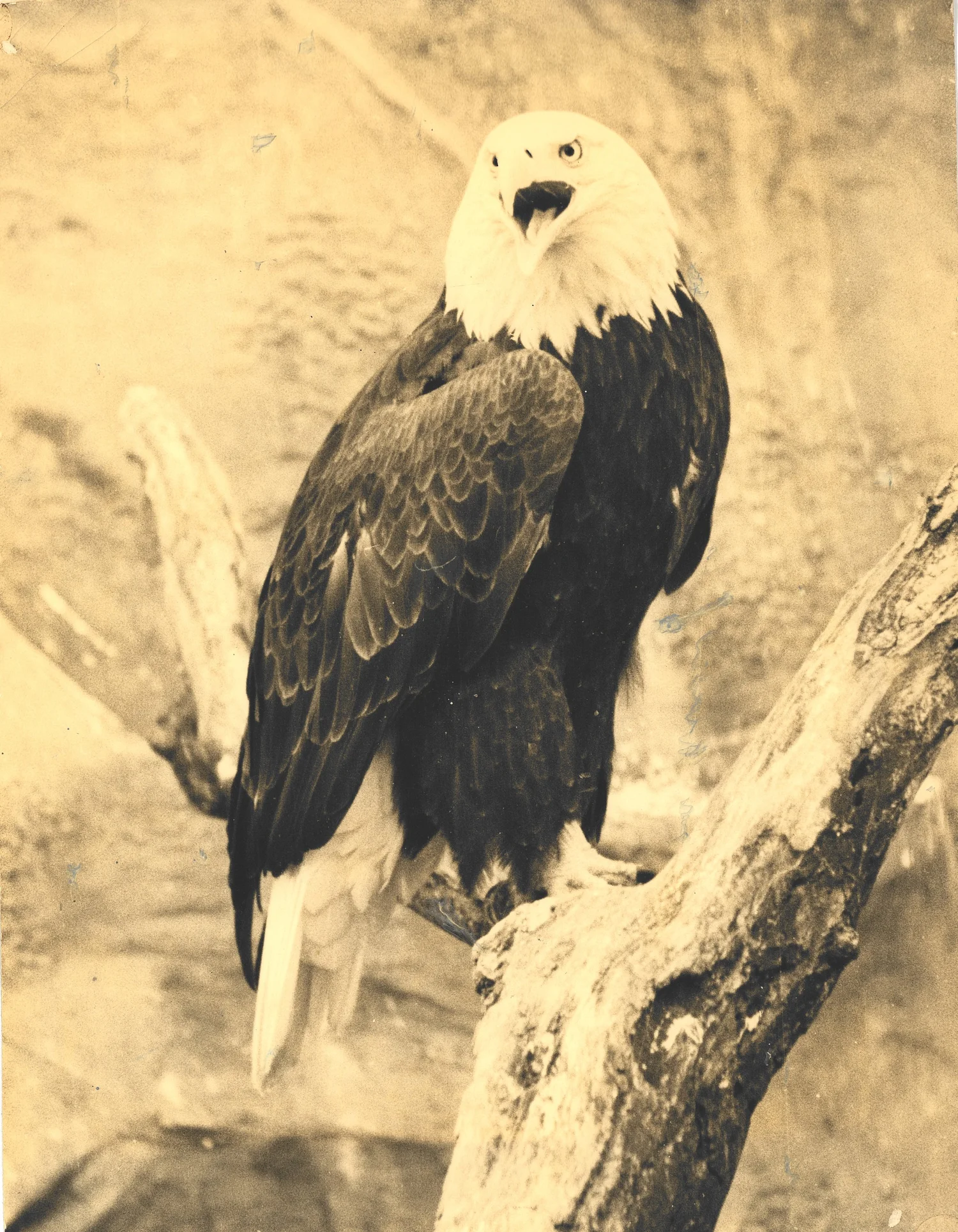 Ralph De Sola, WPA Photographer — NYC Department of Records ...