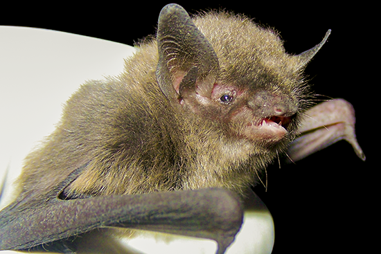 Myotis Sodalis Identification