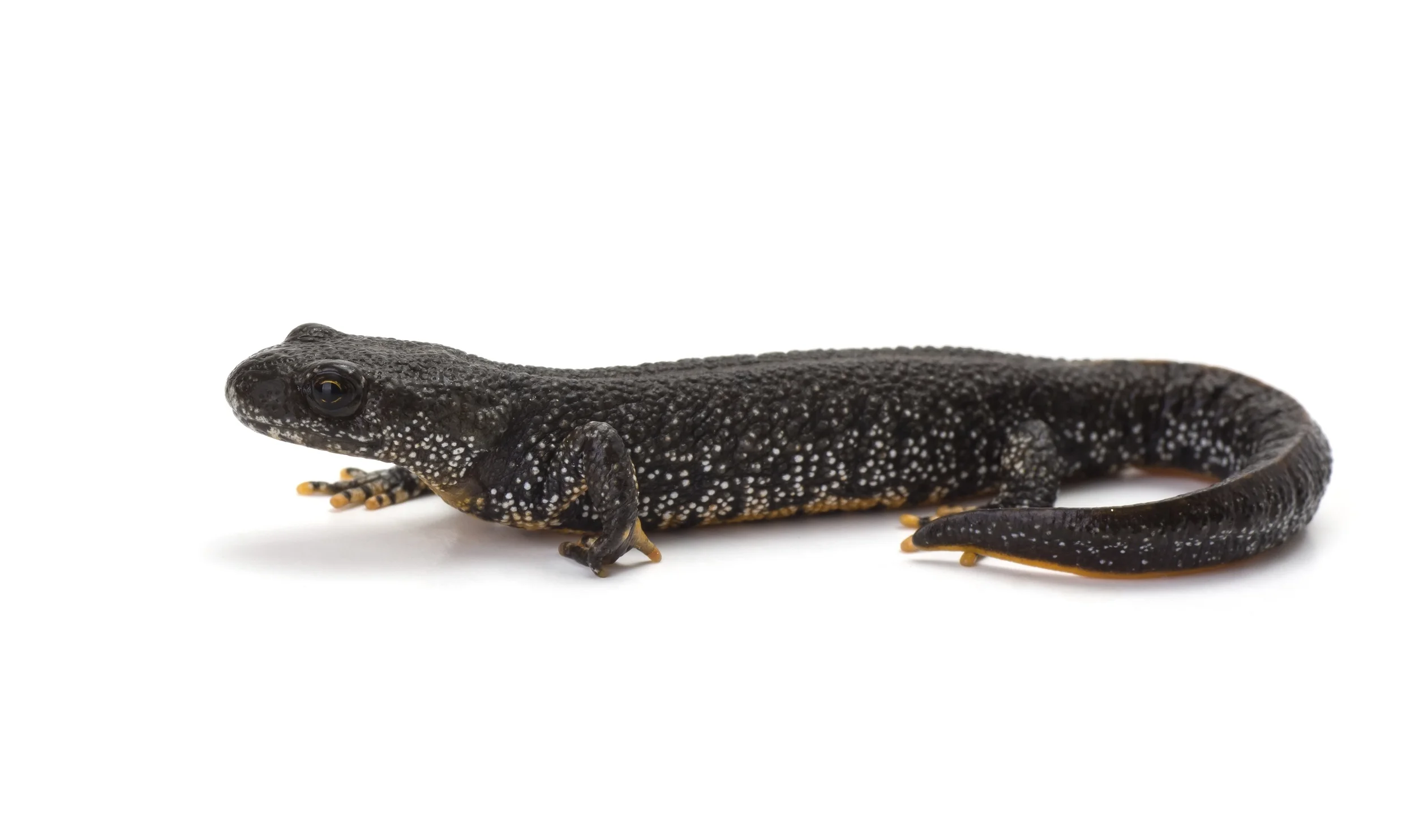 Great Crested Newt Survey FAQ | Ecology by Design
