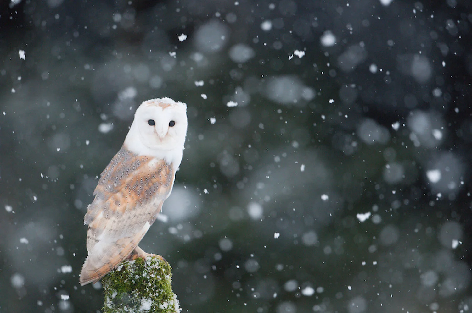 Ecology Surveys during the winter | Ecology by Design