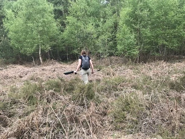 What is a Reptile Survey? Ecology Survey Guidelines | Ecology by Design