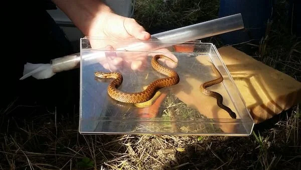 What is a Reptile Survey? Ecology Survey Guidelines | Ecology by Design