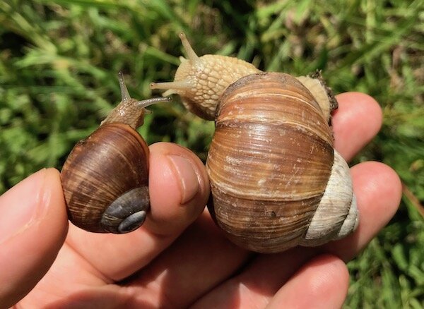 Roman snails are amongst us | Ecology by Design