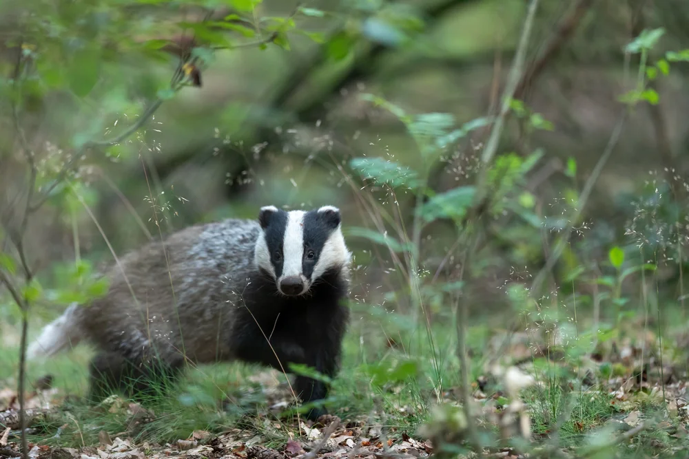 What is a Badger Survey? | Ecology by Design