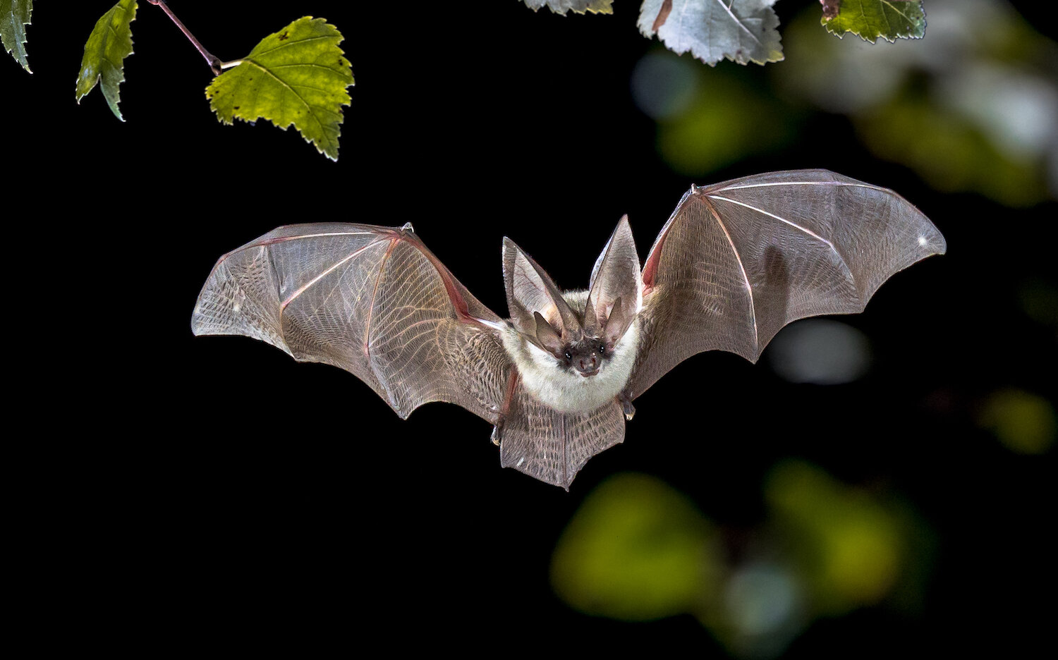 Bat Survey Guidelines - What is a Bat Survey? | Ecology by Design