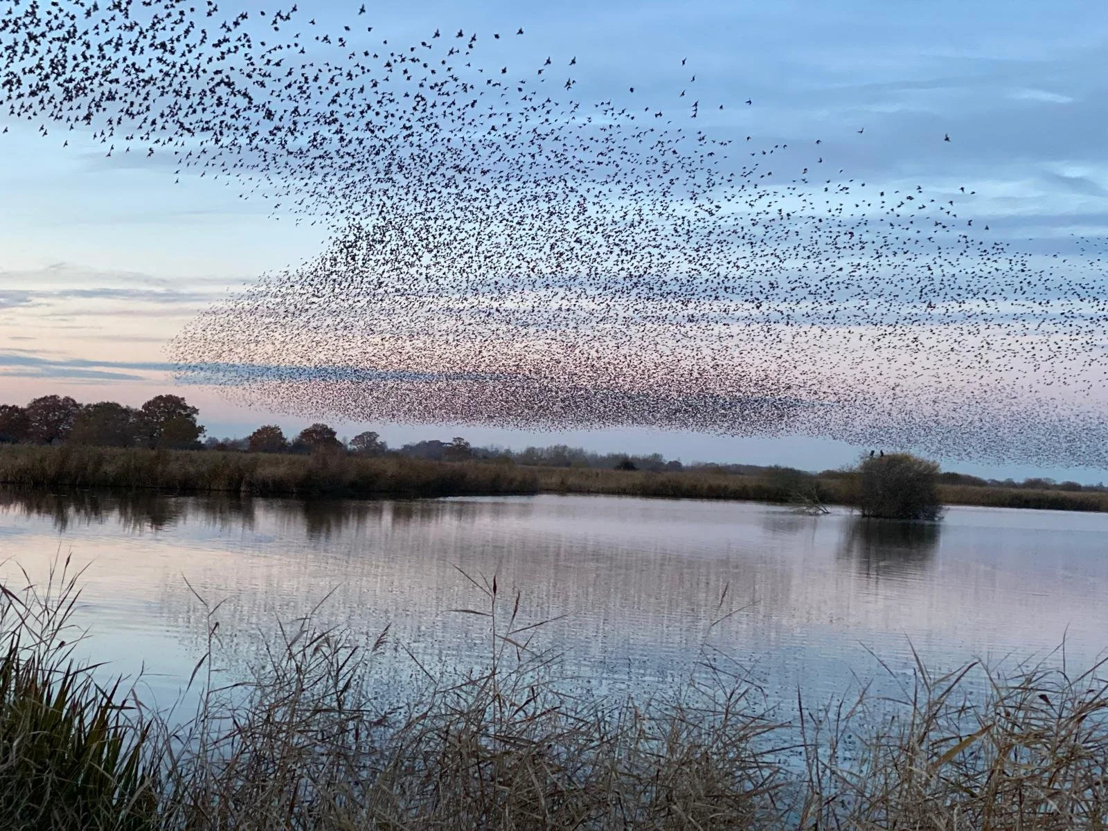 Wintering Bird Survey – when will you need one? | Ecology by Design