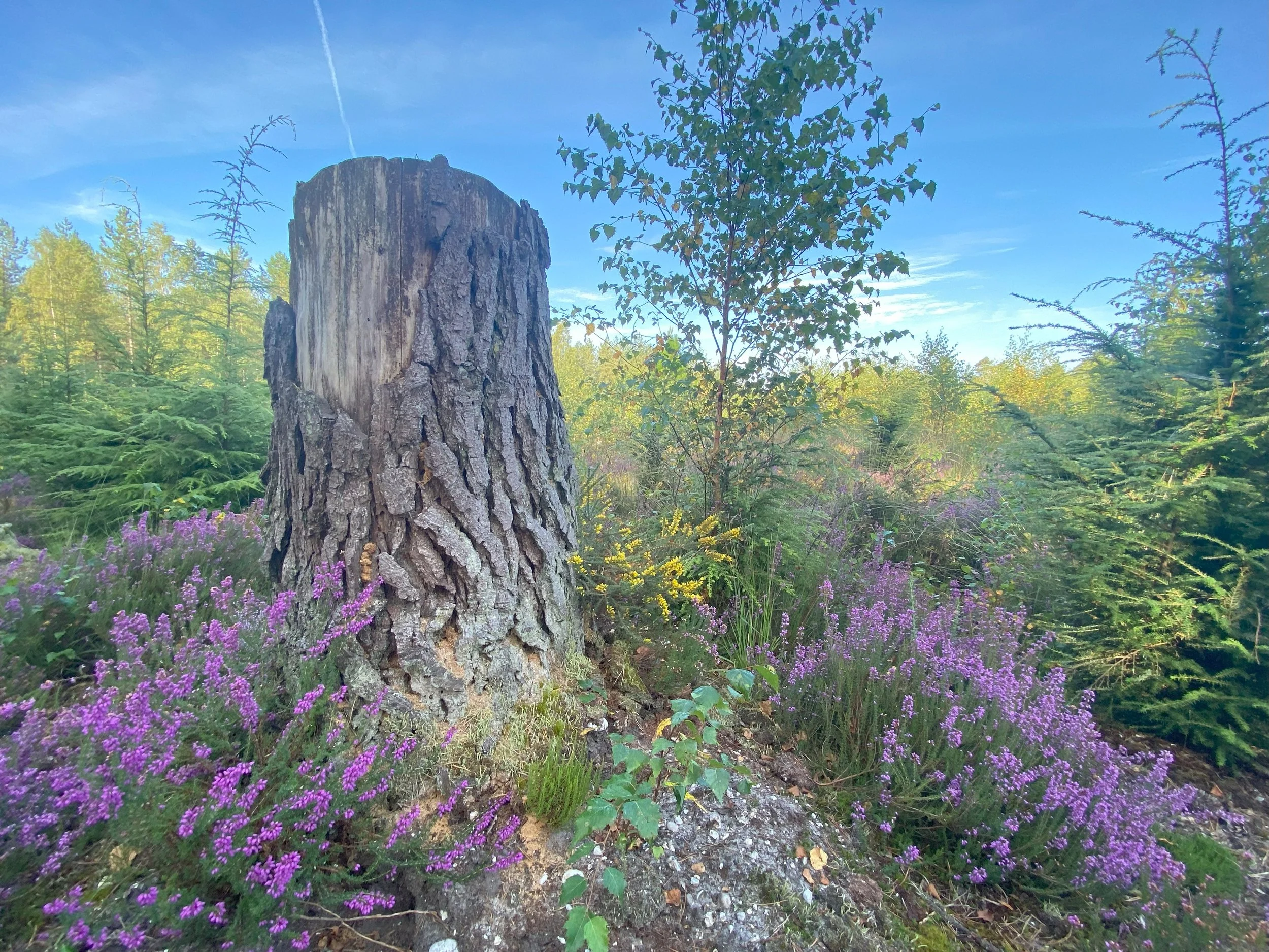 BNG from a planning perspective – what you really need to know ...