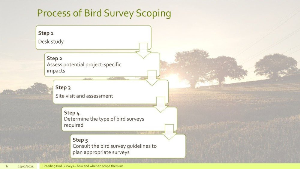 Breeding Bird Surveys – what you need to know | Ecology by Design