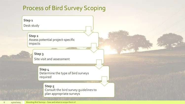 Breeding Bird Surveys – what you need to know | Ecology by Design