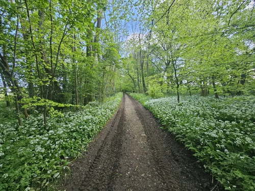 How the latest bat survey guidelines benefit both developers and ...