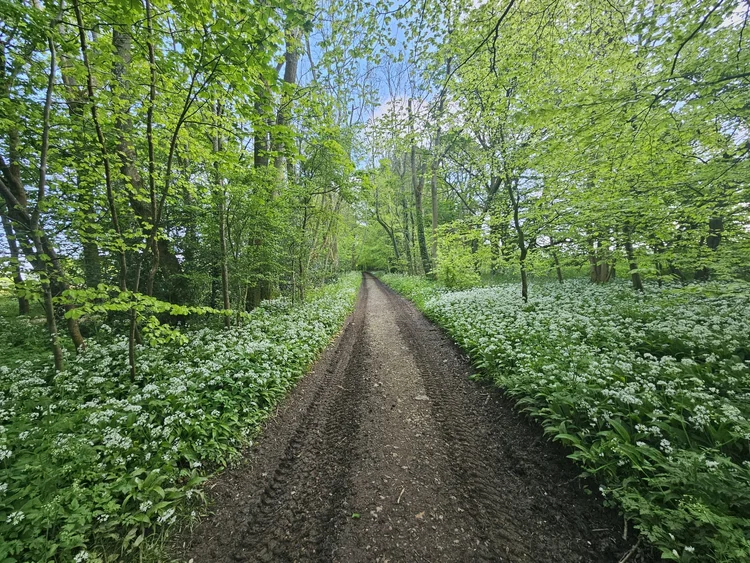 How the latest bat survey guidelines benefit both developers and ...