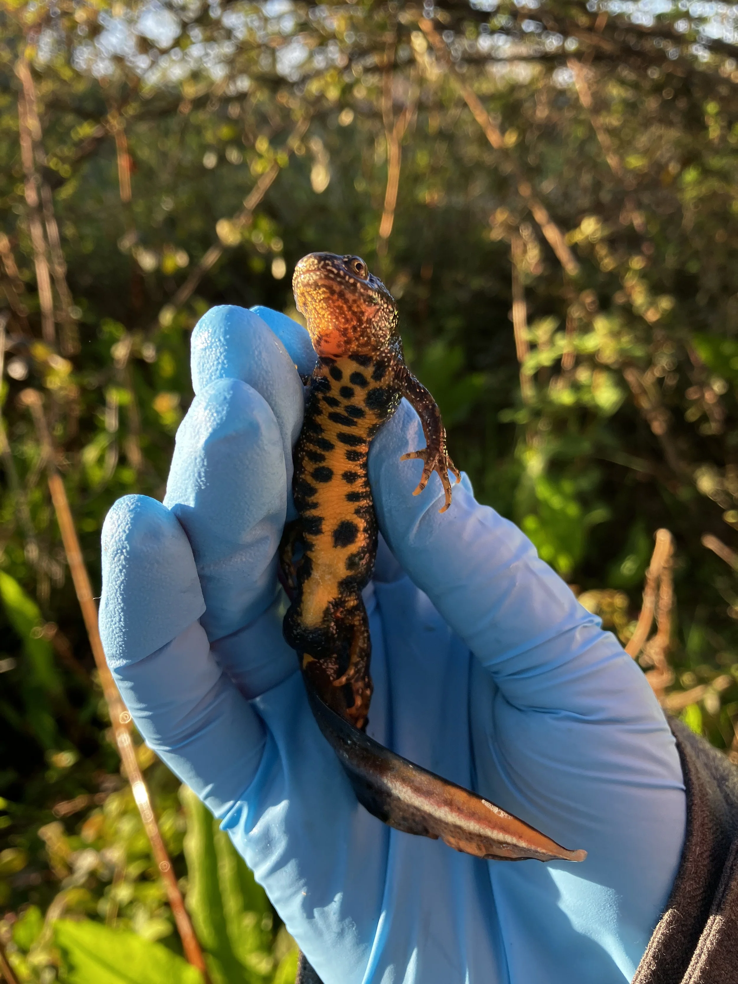 A Developer’s Guide to Great Crested Newts: Full GCN Surveys vs The ...