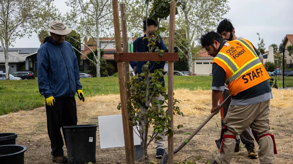 Volunteers— Our City Forest