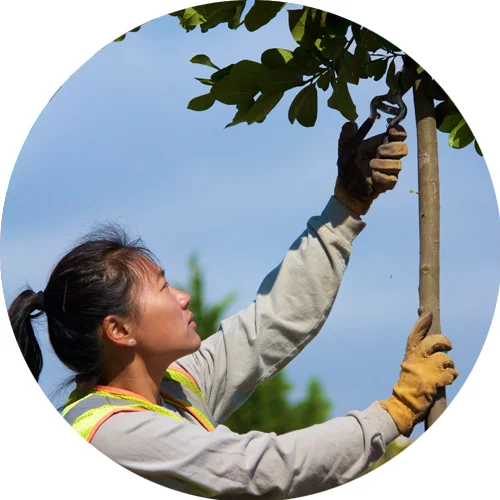 Tree Care— Our City Forest