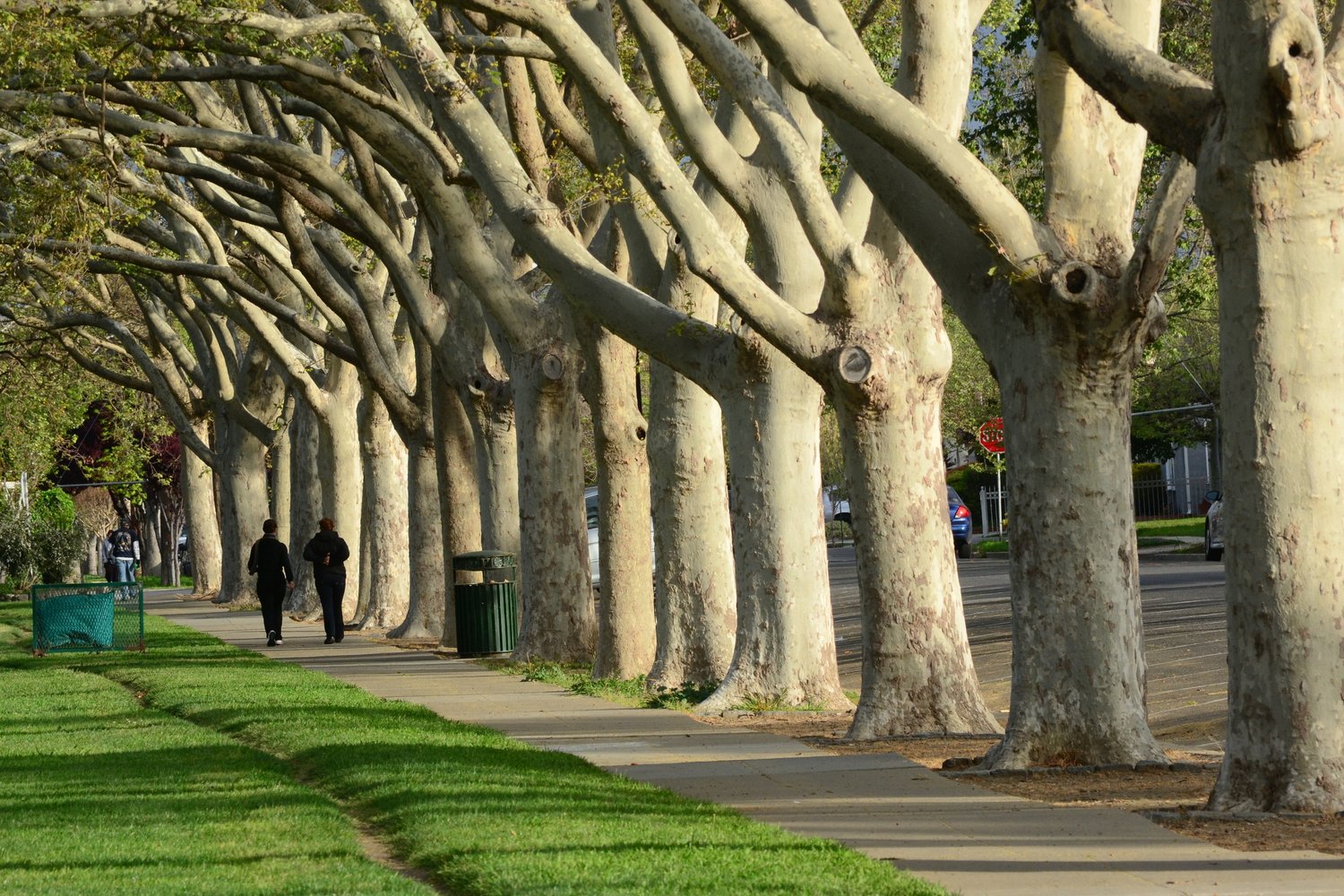 6 Things You Need To Know About Trees (If You Live in San Jose) — Our ...