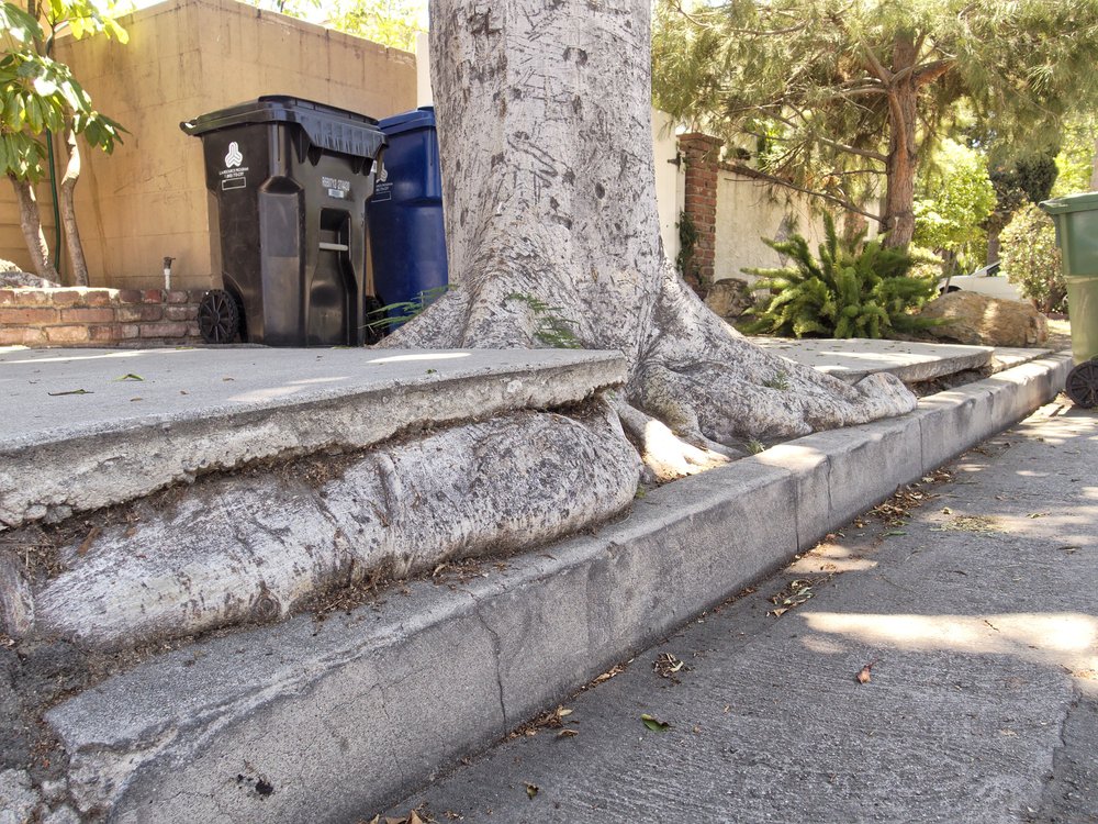 6 Things You Need To Know About Trees (If You Live in San Jose) — Our ...