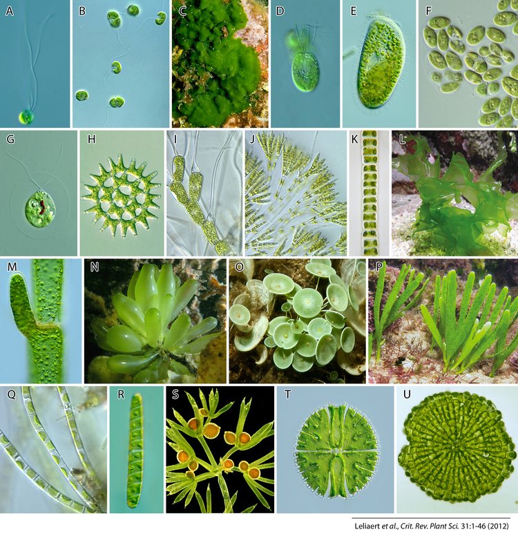 Everything You Ever Wanted To Know About Plants (And More): Part 1 ...