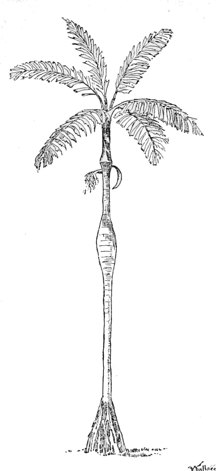 Everything You Wanted To Know About Plants, Part 5: Palmistry — Our ...