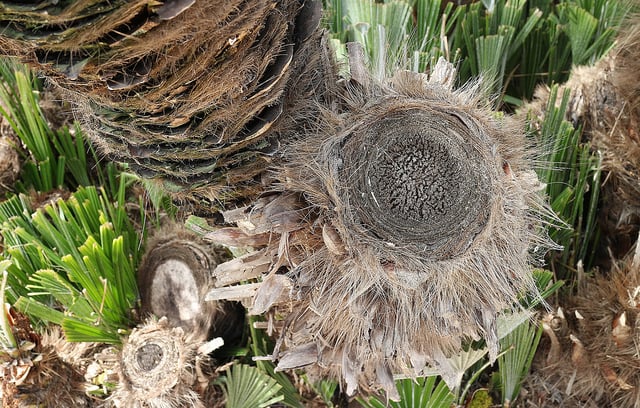 Everything You Wanted To Know About Plants, Part 5: Palmistry — Our ...