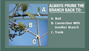 Don't Top That Tree! Here's 5 Steps for Safe, Structural Pruning — Our ...
