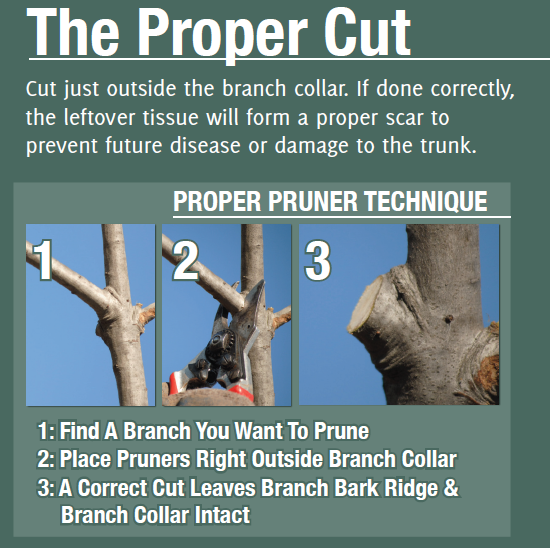 Don't Top That Tree! Here's 5 Steps for Safe, Structural Pruning — Our ...