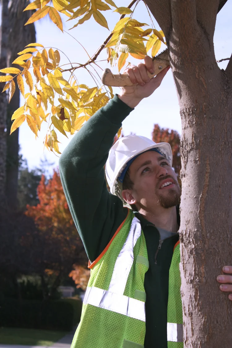 Don't Top That Tree! Here's 5 Steps for Safe, Structural Pruning — Our ...