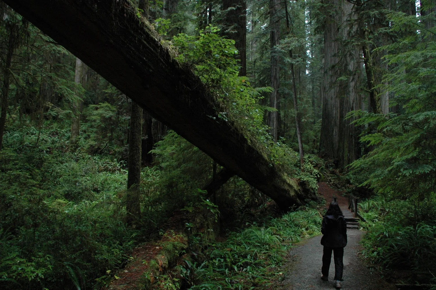 The Forest Within The Forest: The Hidden World of Epiphytes — Our City ...