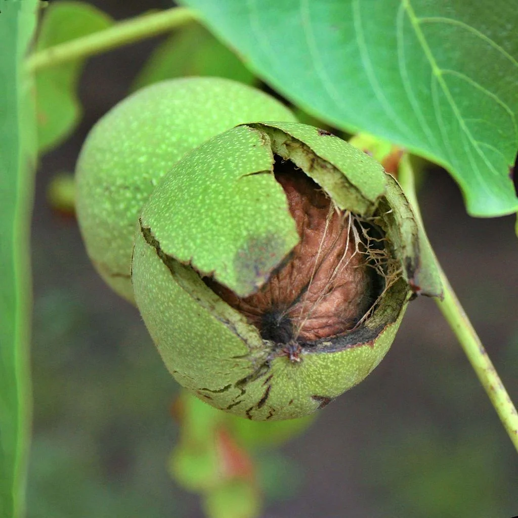 Everything You Ever Wanted To Know About Plants, Part 7: When is a ...