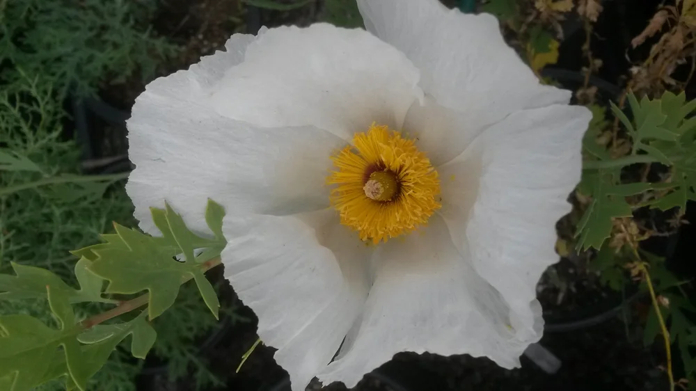 Growing and Taming the Matijila Poppy — Our City Forest