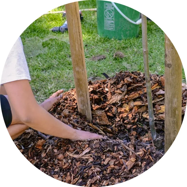 Tree Care— Our City Forest