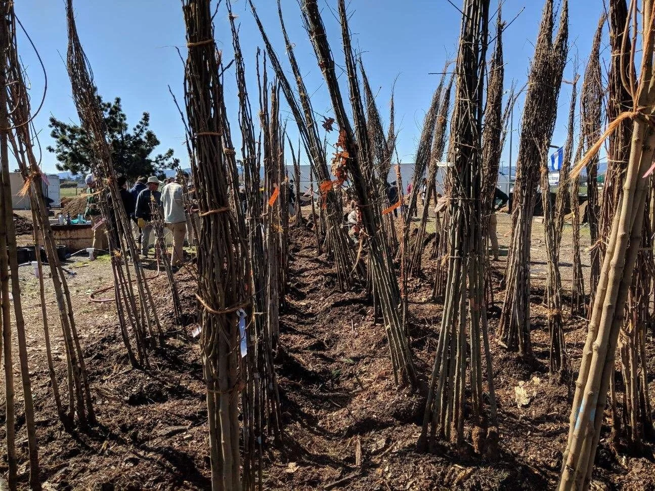 Bare Roots: Frequently Asked Questions — Our City Forest