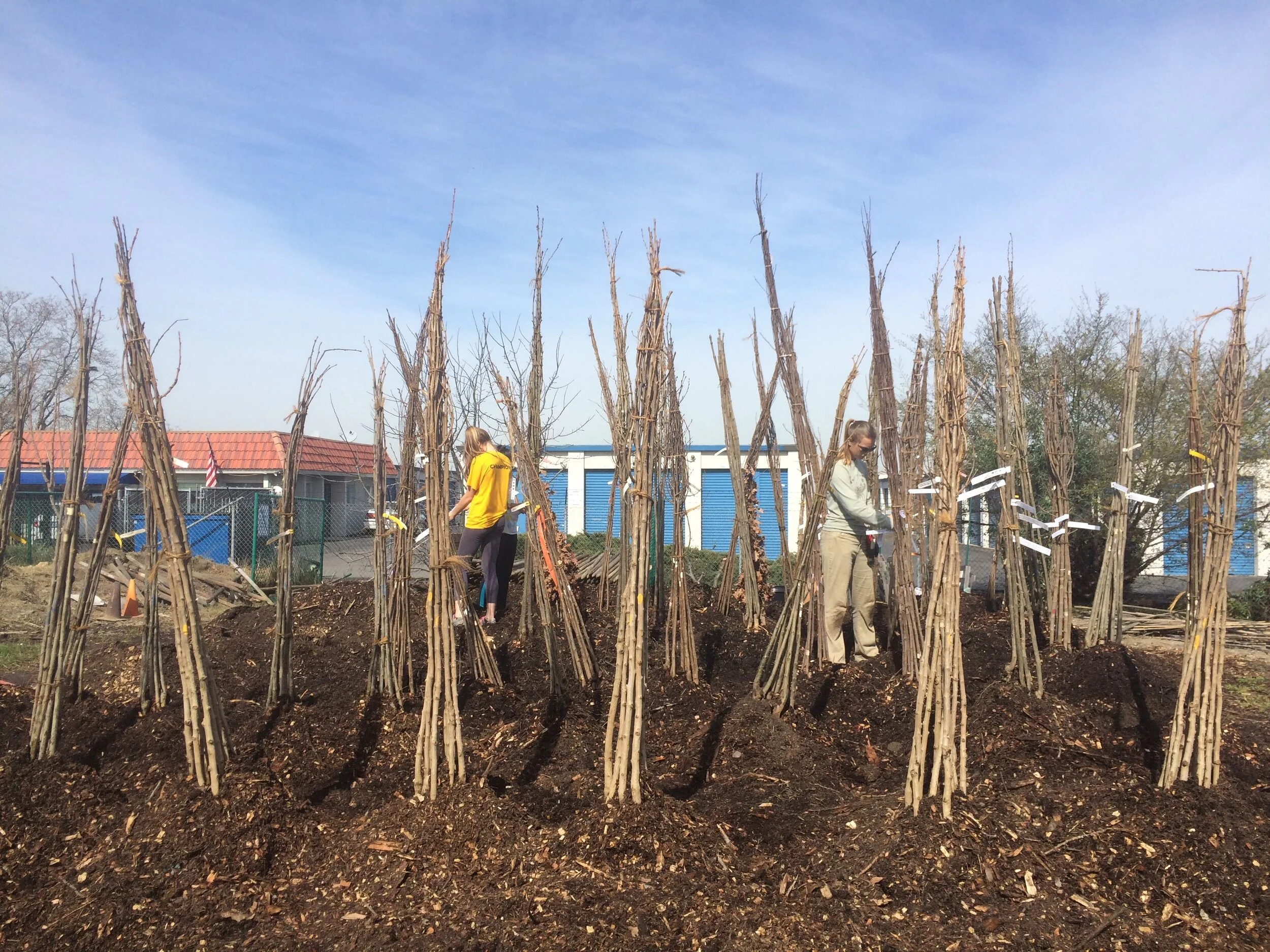 Bare Roots: Frequently Asked Questions — Our City Forest