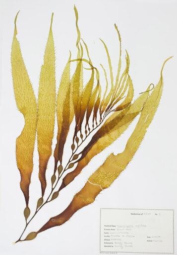 Algaculture — Our City Forest