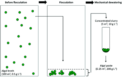 Algaculture — Our City Forest