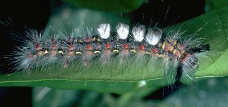 Identifying Tree Pests and Disease — Our City Forest
