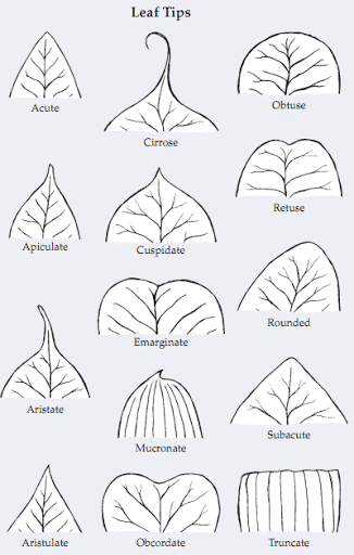 Tree Identification Tips — Our City Forest