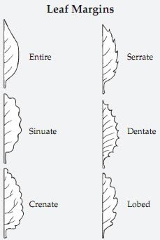Tree Identification Tips — Our City Forest