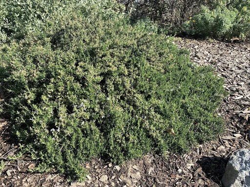 Aromatic Shrubs — Our City Forest