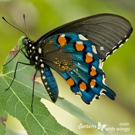 Pollinator Species in our Backyard — Our City Forest