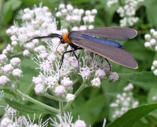 Pollinator Species in our Backyard — Our City Forest