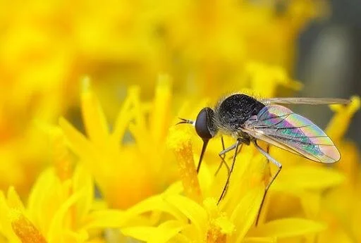 Pollinator Species in our Backyards — Our City Forest