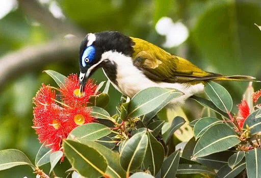 Pollinator Species in our Backyards — Our City Forest
